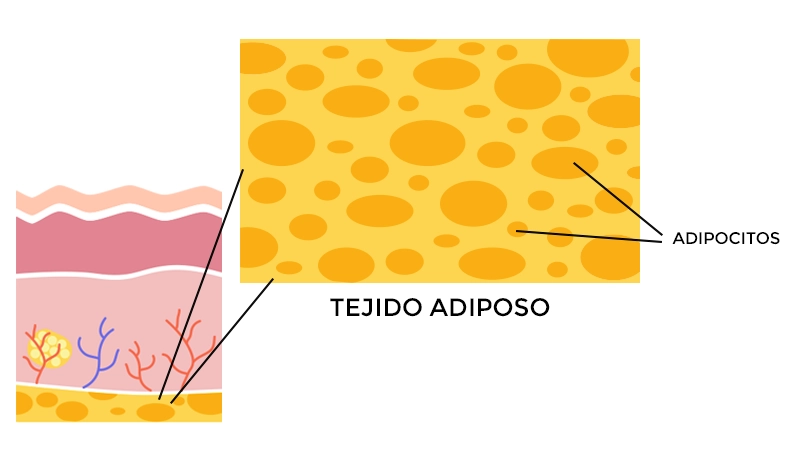 Tejido adiposo | Sisneo Bioscience